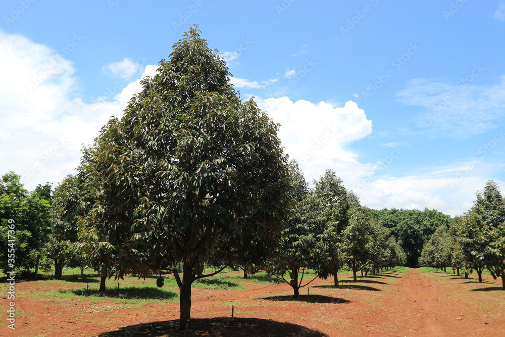 Durian tree farm in Thailand,durian orchard conition and practice ...
