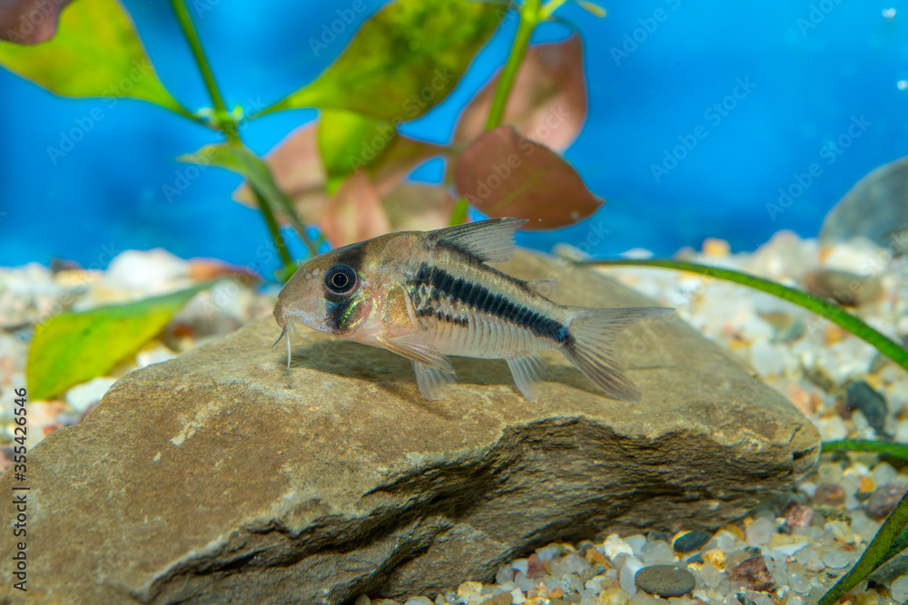 Aquarium fish. The pink corydoras (Corydoras axelrodi) is a tropical ...