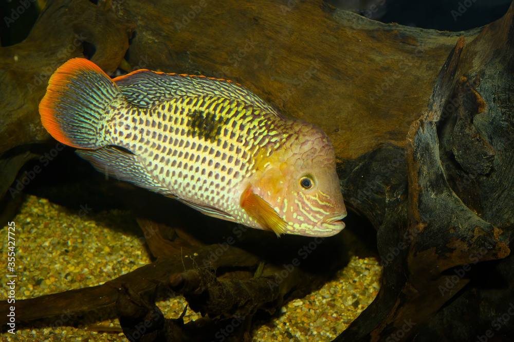 The green terror (Andinoacara rivulatus, syn. Aequidens rivulatus), is ...