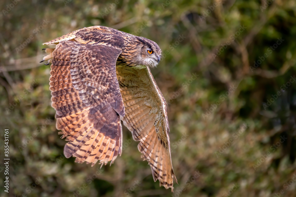 Foto Stock Long Eared Owl bird swooping with its wings outspread in ...