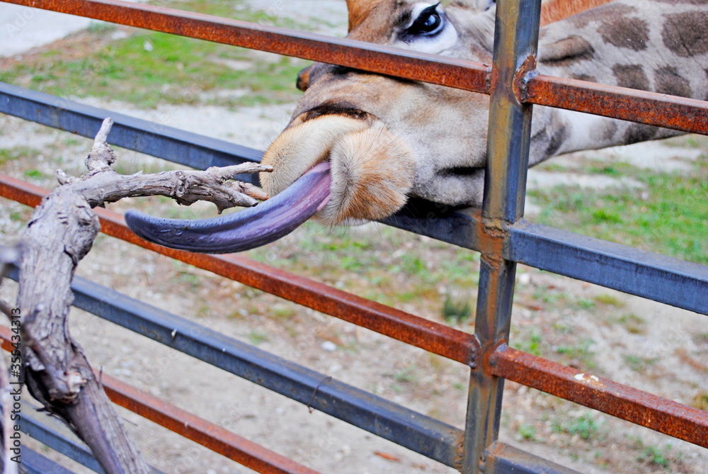 Portrait of a curious giraffe licking close-up (Giraffa camelopardalis ...