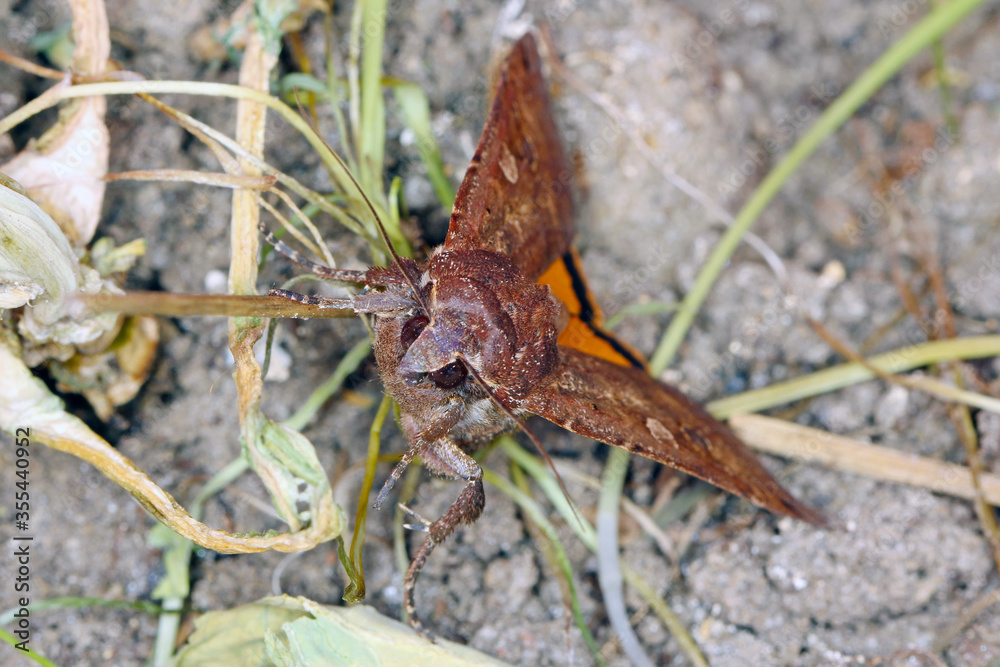 The large yellow underwing (Noctua pronuba) is a moth from the family ...