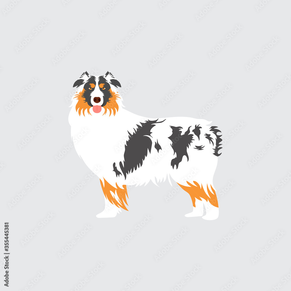 Australian Shepherd or Aussie dog isolated on gray background. Cartoon ...