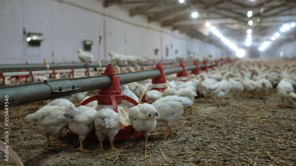 Adler silver breed chicken at a modern poultry farm. Stock ビデオ | Adobe ...