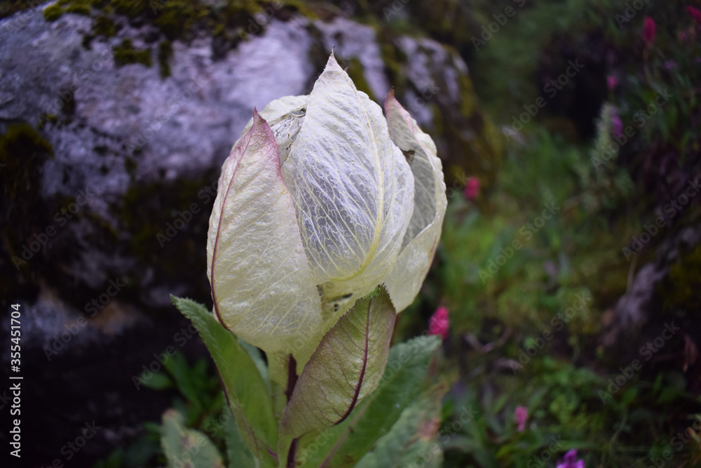 State flower of Uttarakhand, India. Saussurea obvallata (Brahma Kamal ...