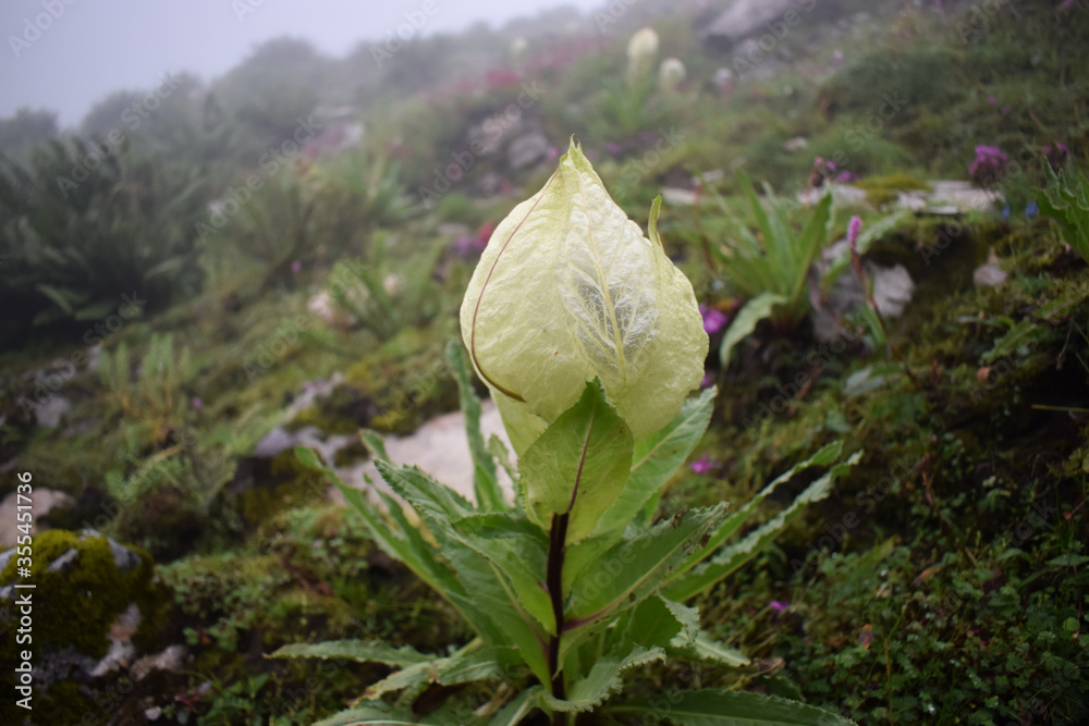 State Flower Of Uttarakhand | Best Flower Site