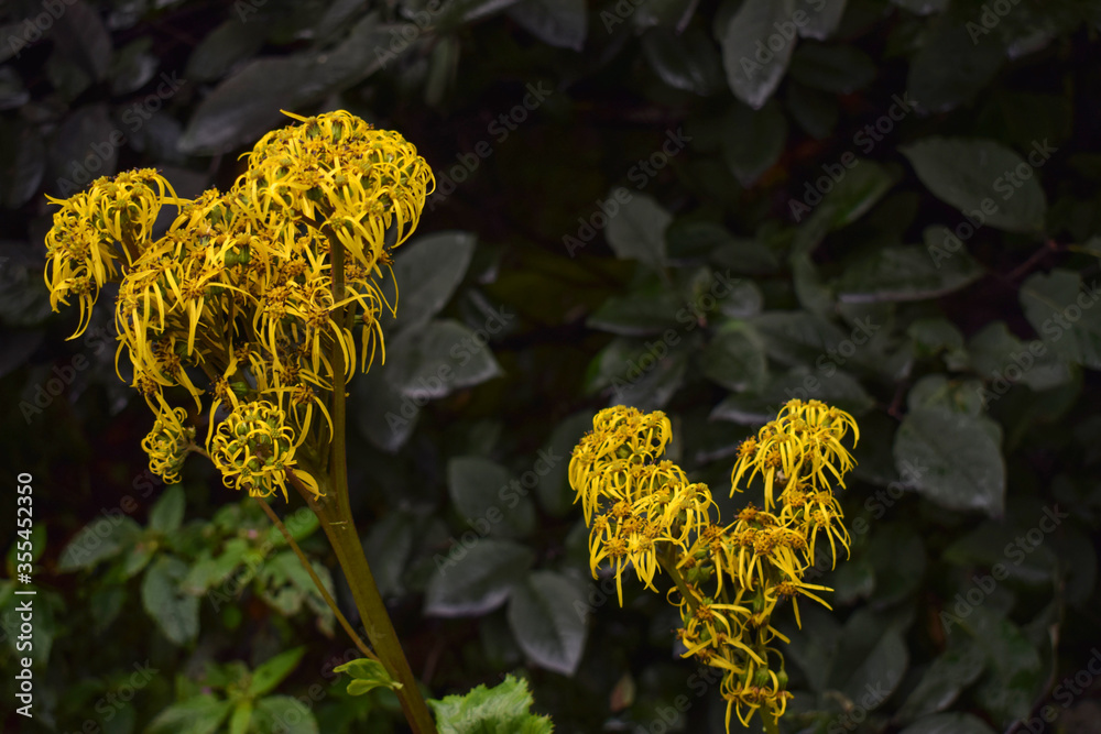 Rare yellow wild himalayan flower Ligularia amplexicaulis on a hiking ...
