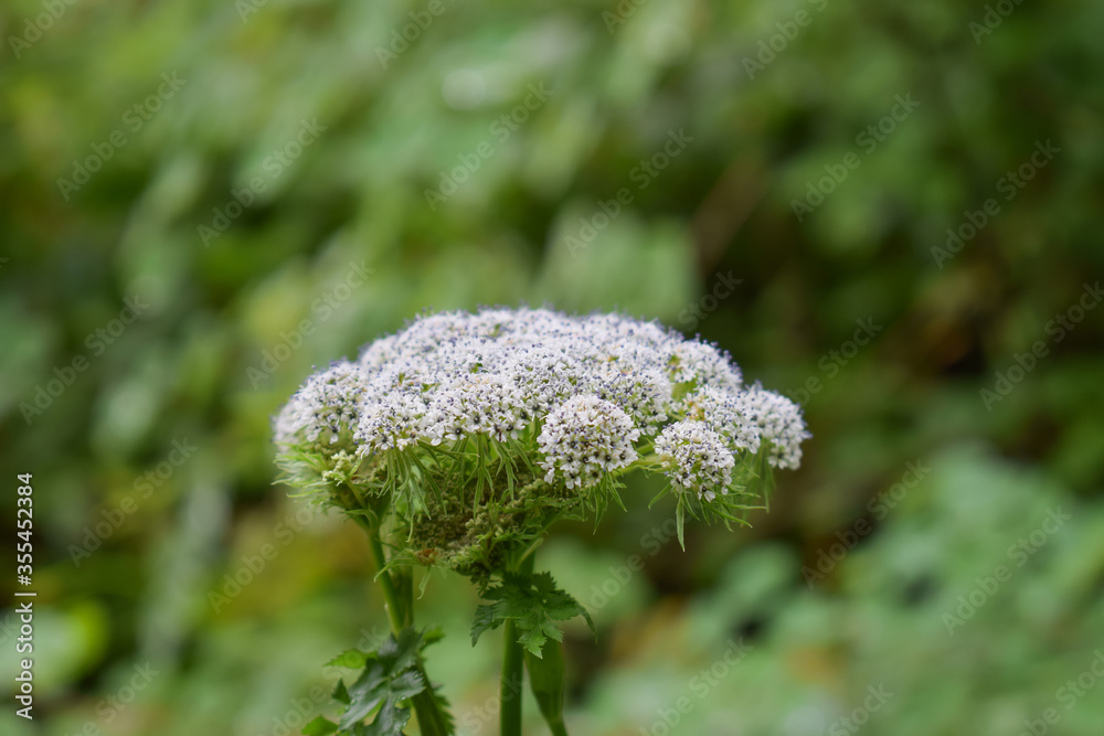 Foto de Himalayan flower Selinum wallichianum (selinum tenuifolium ...