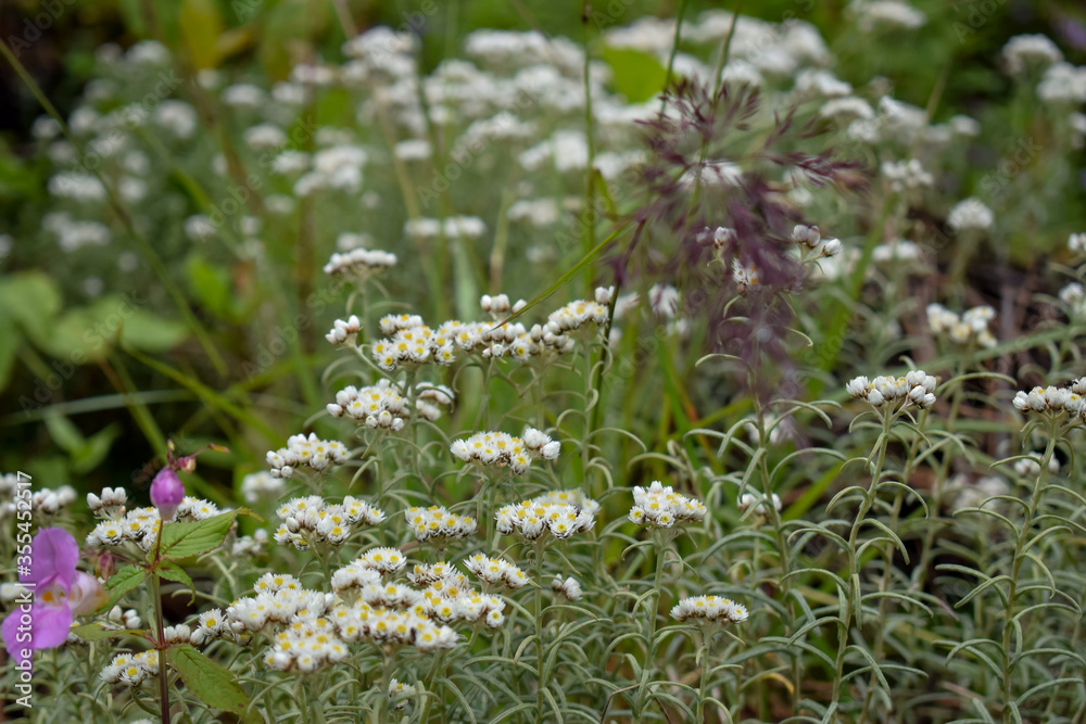 Rare Himalayan flower Anaphalis triplinervis blooming during monsoon ...