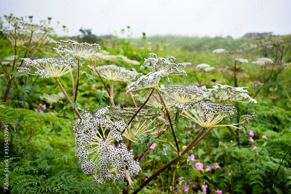 Himalayan flower Selinum wallichianum (selinum tenuifolium) seen during ...