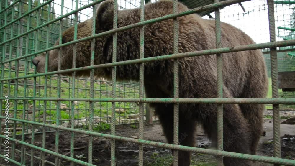 Poor brown bear living in steel cage and behind the bars at the zoo ...