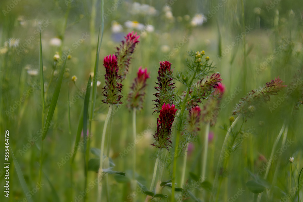 prächtiger roter Klee auf einer wilden Wiese - Trifolium pratense Stock ...