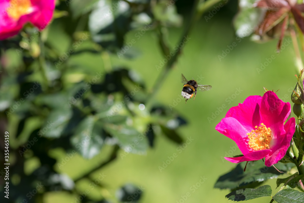 Bee Pollination. Bumblebee insect flying to pollinate a garden rose ...