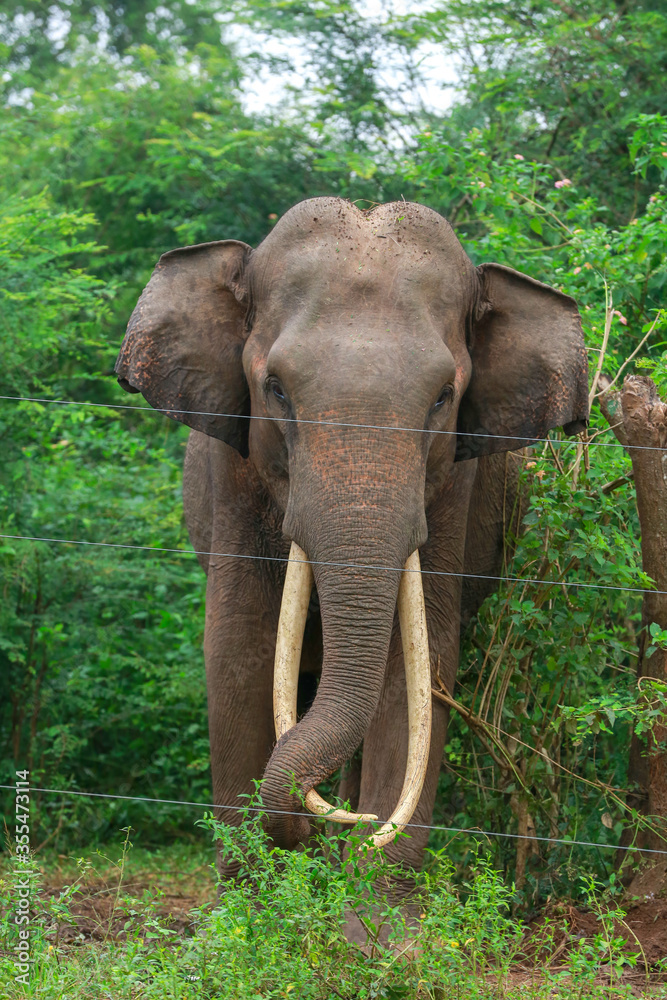 The Elephant Stock Photo | Adobe Stock