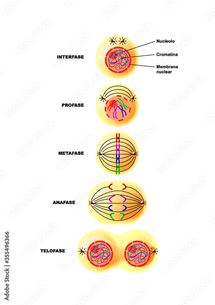 Esquema de la división celular Stock Vector | Adobe Stock