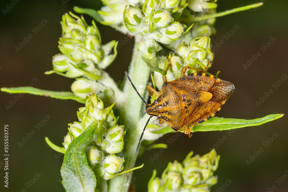 Stink bugs on stick. Rhaphigaster nebulosa, common name mottled ...