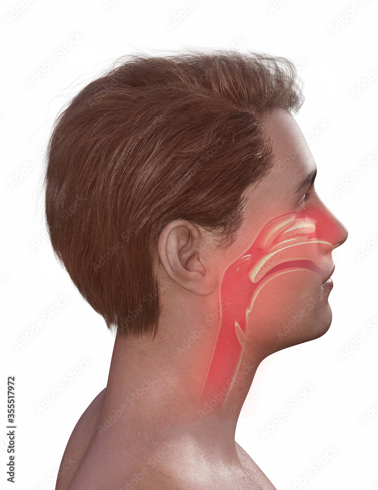 Anatomical 3d illustration of the inside of the nostrils and throat ...