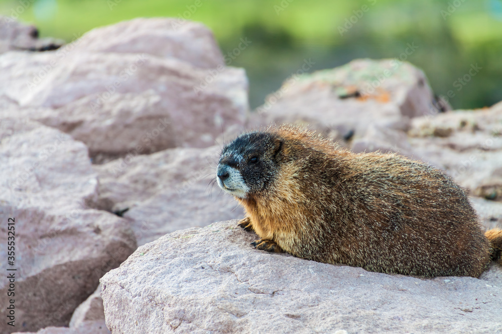 Yellow Bellied Marmot Baby