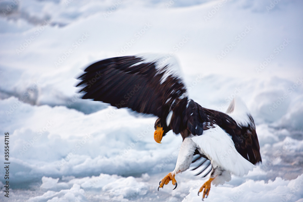 Pygargue empereur ou Aigle de Stellar, à Rausu, Hokkaido, Japon Stock ...