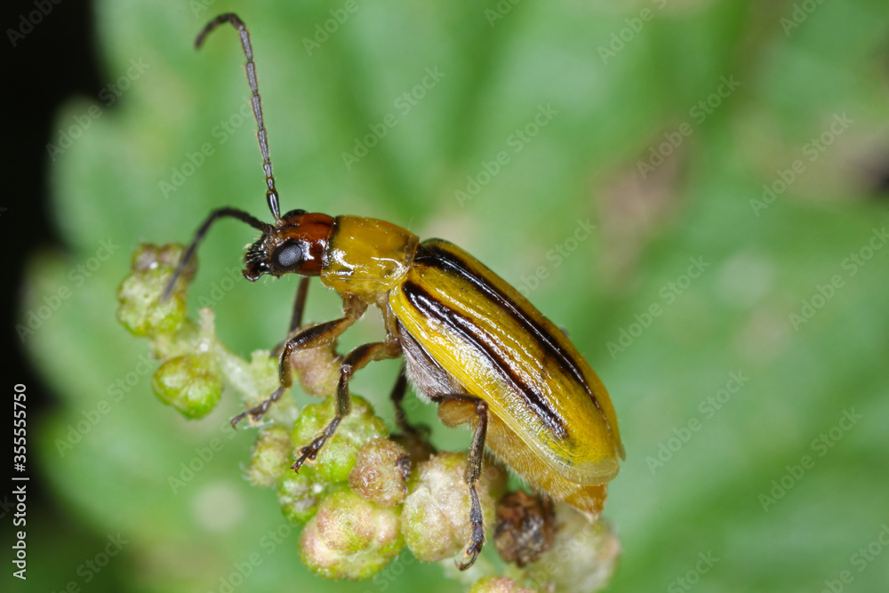 Poster The Western corn rootworm Diabrotica virgifera virgifera is one ...