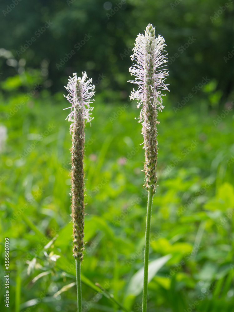 Flowering plantain. Plant in the family Plantaginaceae. Stock Photo ...