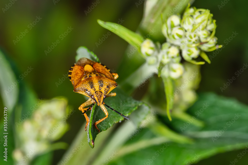 Stink bugs on stick. Rhaphigaster nebulosa, common name mottled ...