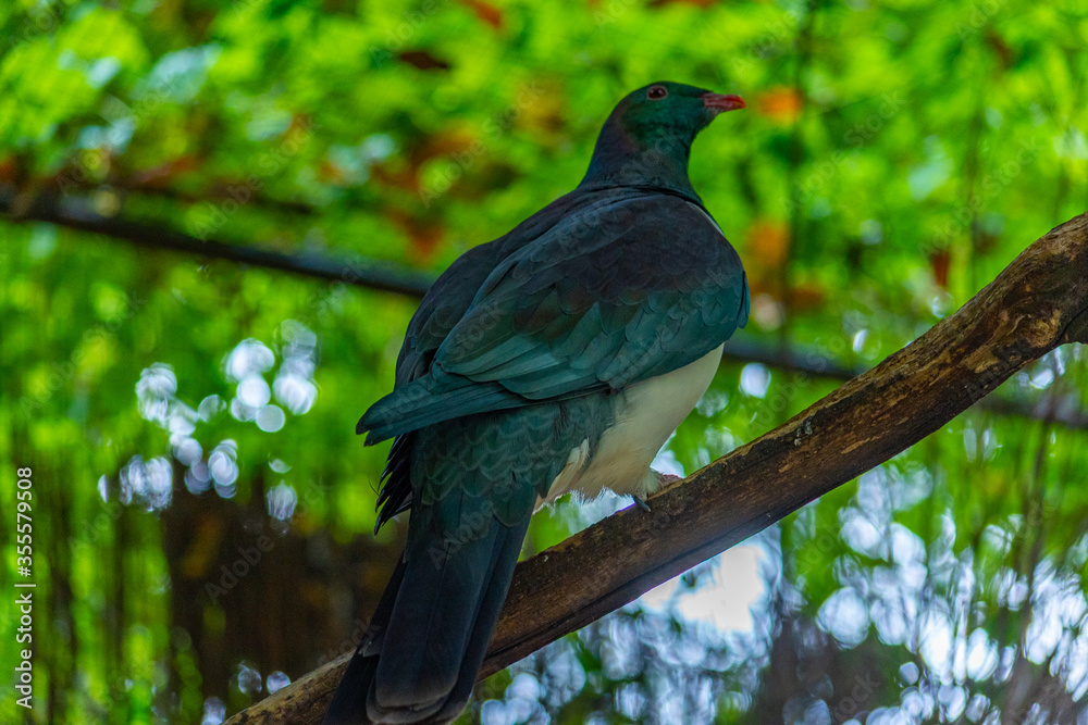 Kereru at Kiwi birdlife park in Queenstown, New Zealand Stock Photo ...