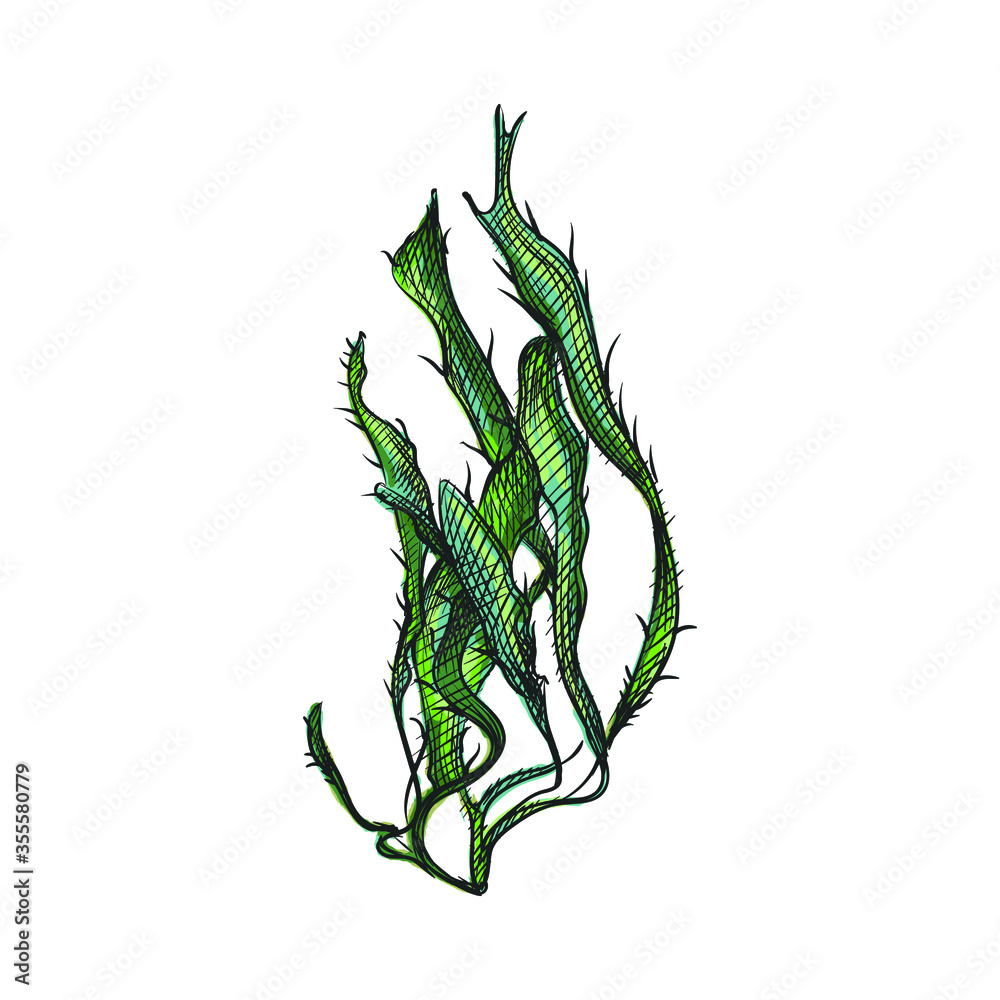 Hand-drawn sketch of sea weed drawn on a white background. Ocean life ...