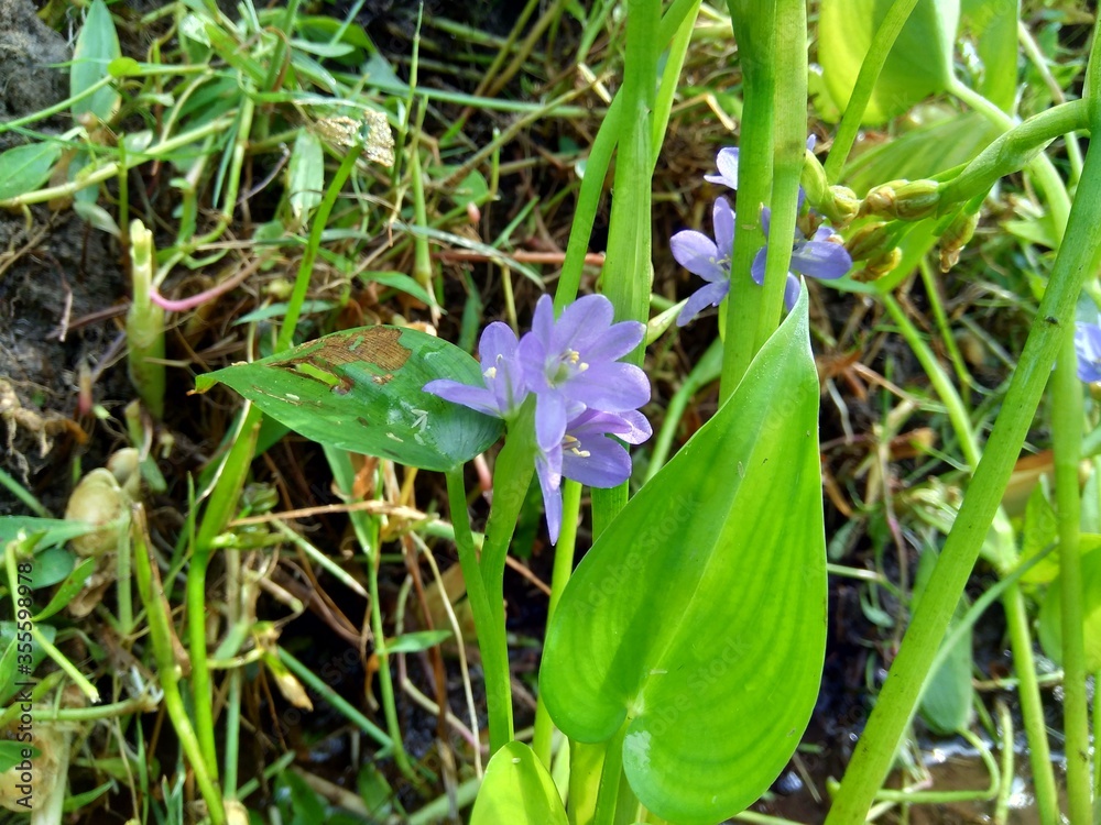 Pontederia vaginalis (heartshape false pickerelweed, oval-leafed ...