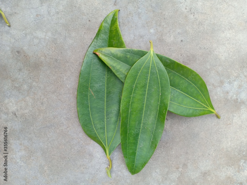 Bay Leaf (Tejpata) Images, Stock Photos. This photo is taken in india ...