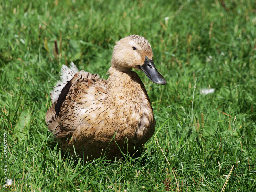 (Anas Platyrhynchos Domesticus) Coureur indien, canard au plumage ...