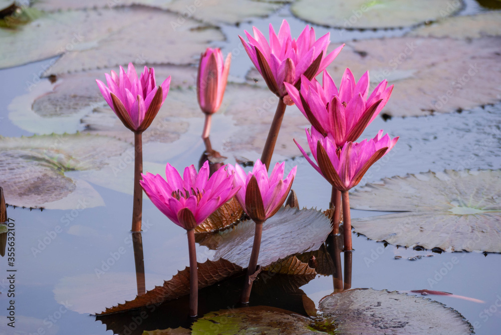 Red lotus flower, dew drops and morning sun Stock Photo | Adobe Stock