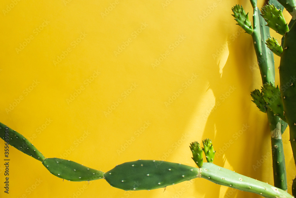 Estern prickly pear (Opuntia humifusa) Cactus with a yellow background ...