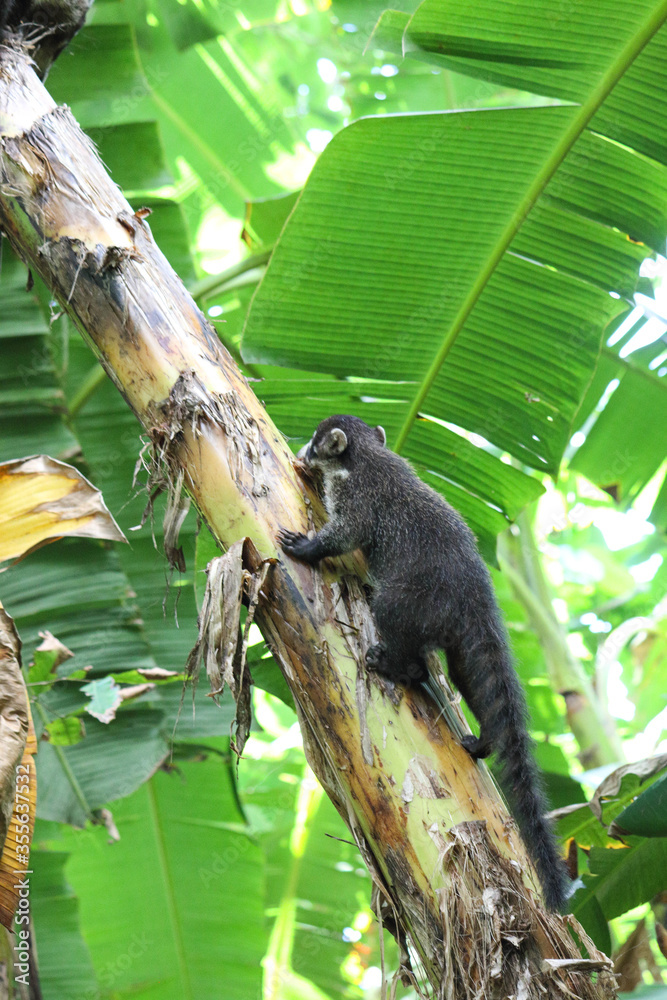 wild coati in rainforest, outdoor animals, Corcovado National Park ...