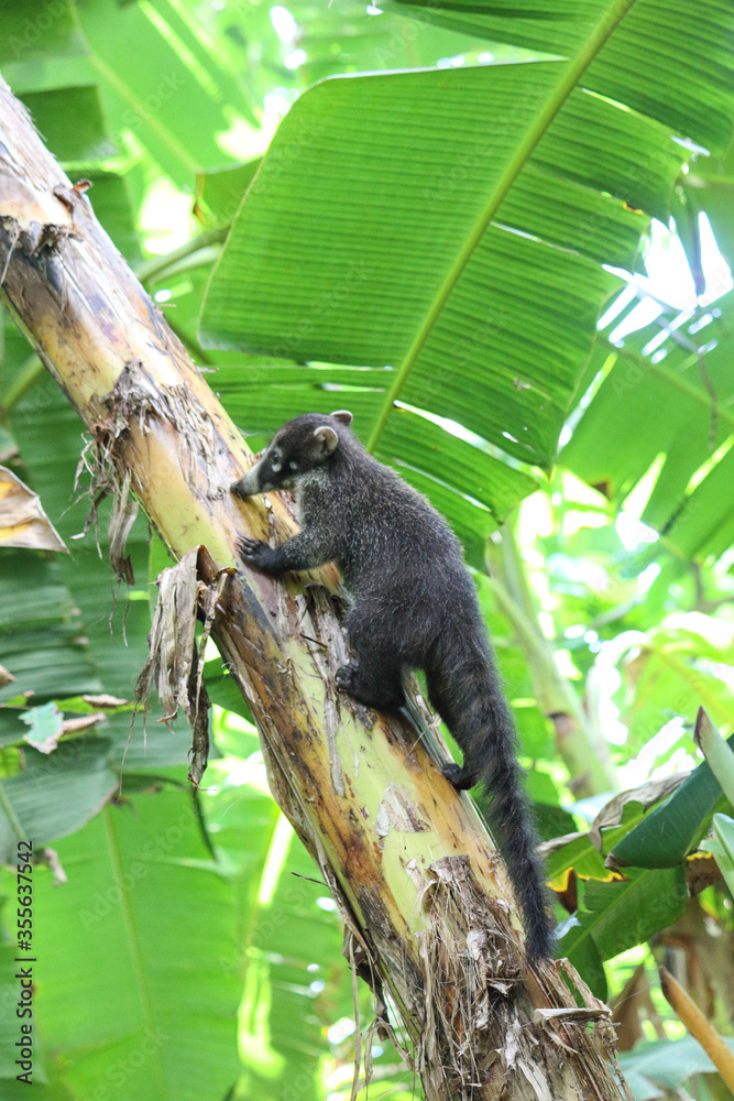 wild coati in rainforest, outdoor animals, Corcovado National Park ...