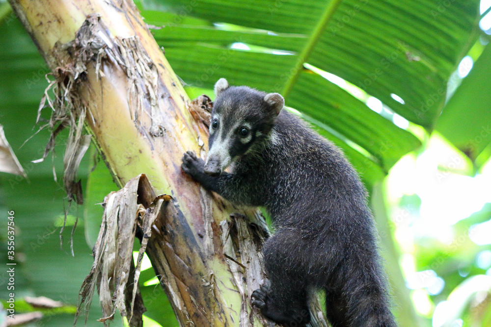 wild coati in rainforest, outdoor animals, Corcovado National Park ...