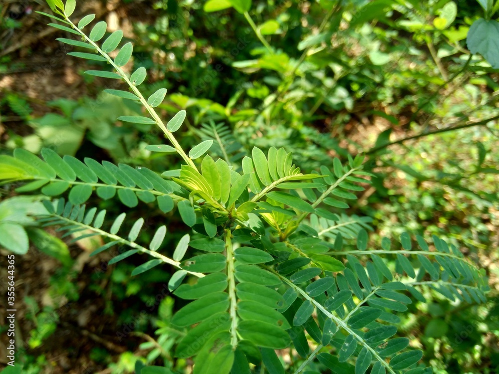 Phyllanthus urinaria (meniran, chamber bitter, gripeweed, shatterstone ...