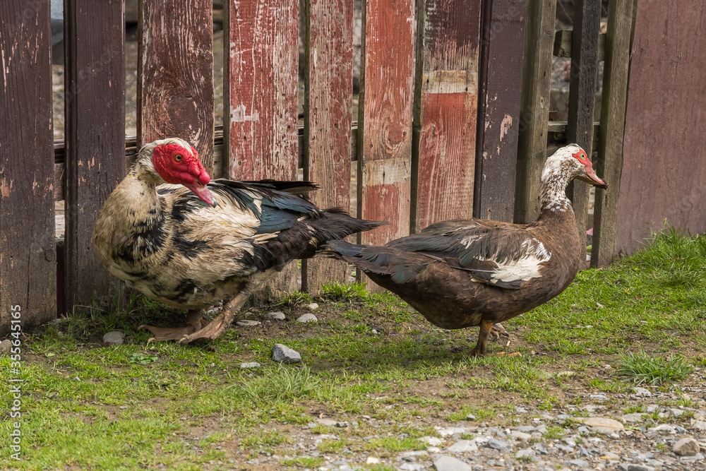 A Male Muscovy Duck Watching the Female and Preparing to Follow Her for ...