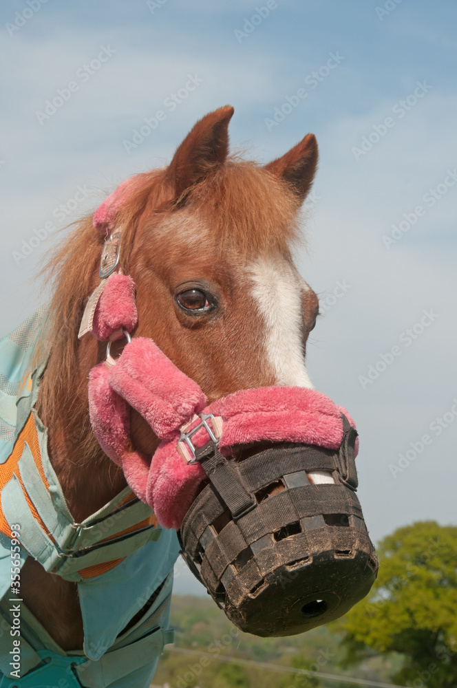 Pony wearing a grazing muzzle to prevent over eating. Stock Photo ...