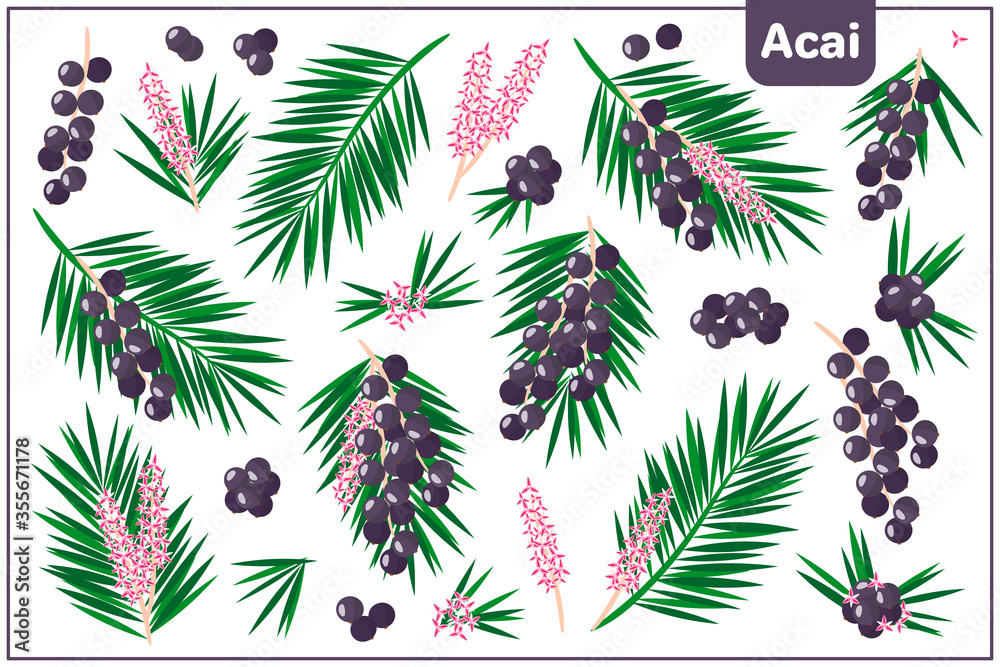 Set of vector cartoon illustrations with Acai exotic fruits isolated on ...