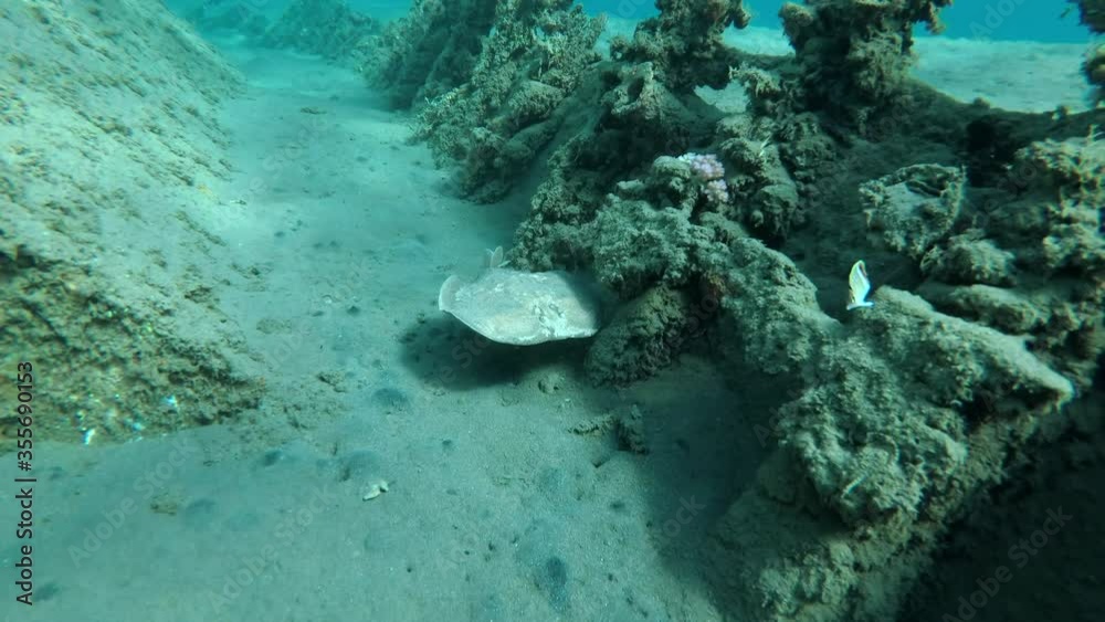 Slow motion, Panther Electric Ray or Leopard Torpedo (Torpedo panthera ...