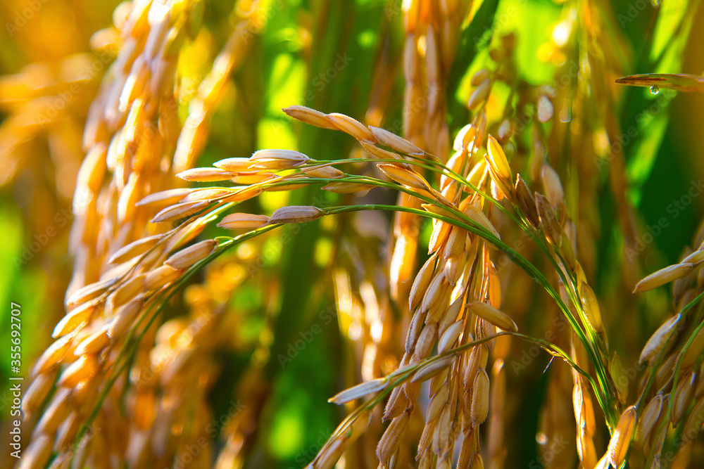 Rice farm - Rice field- Rice paddy, rice pants Rice paddy - Ubud, Bali ...