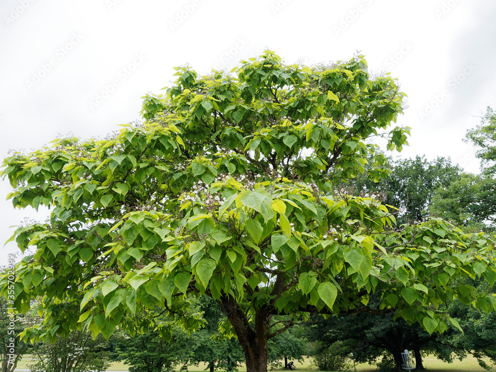 Catalpa bignonioides or southern catalpa, ornamental tree with a short ...