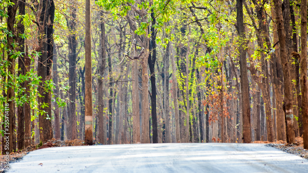 Beautiful road cover with trees constructed inside the jungle. Stock ...