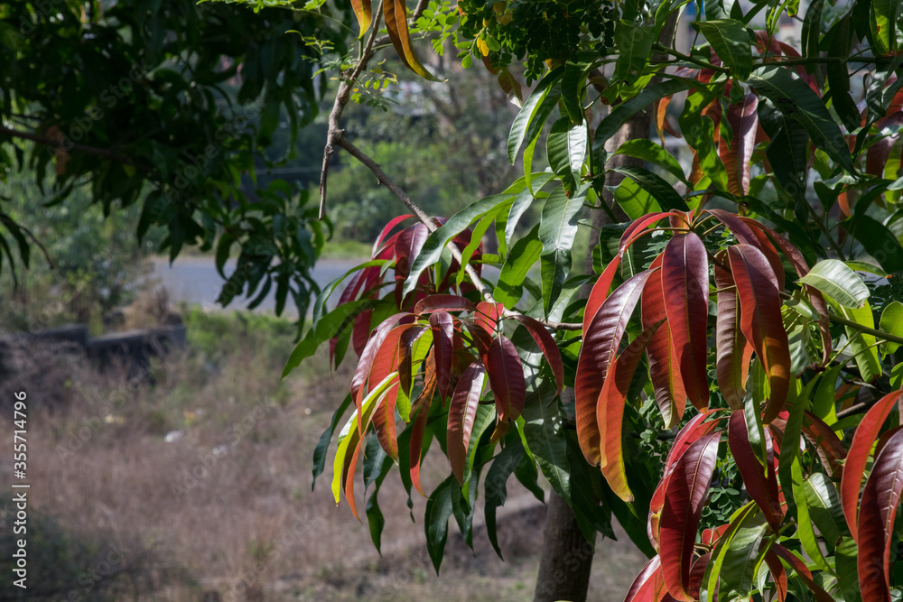 mango tree growing new glowing leaves in reddish brown color Stock ...