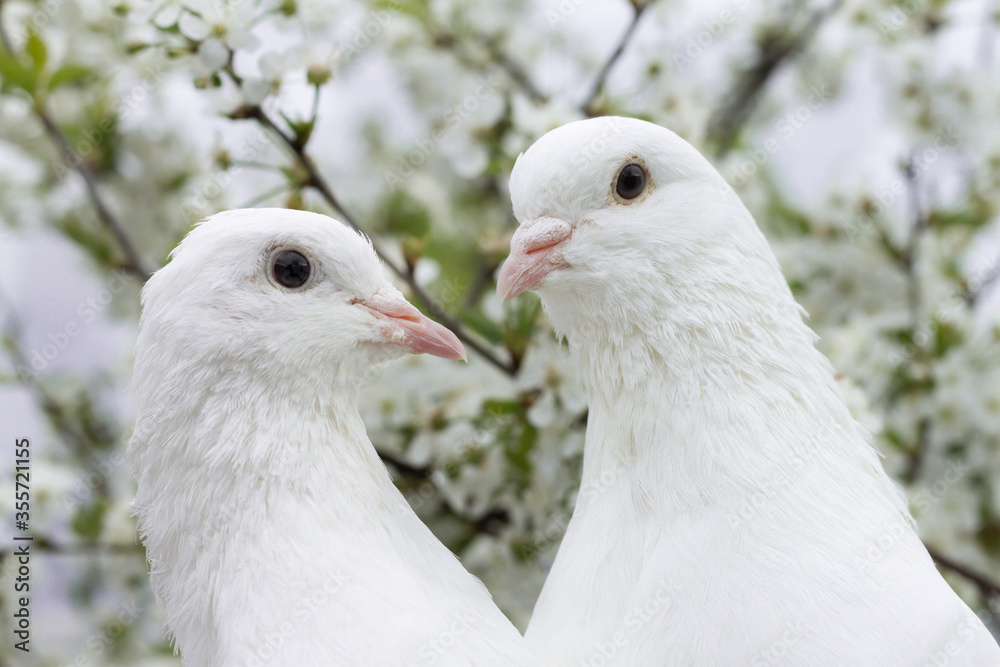 Two white doves with love. Valentine and Sweetest day concept. Couple ...