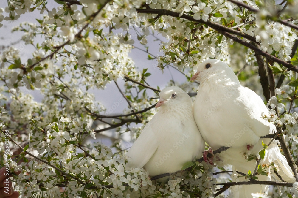 Two white doves with love. Valentine and Sweetest day concept. Couple ...