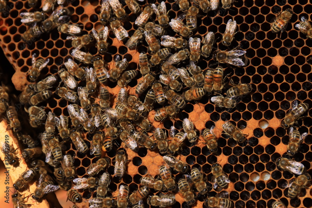 young bees and drones on a frame in a bee nest. brown background of ...