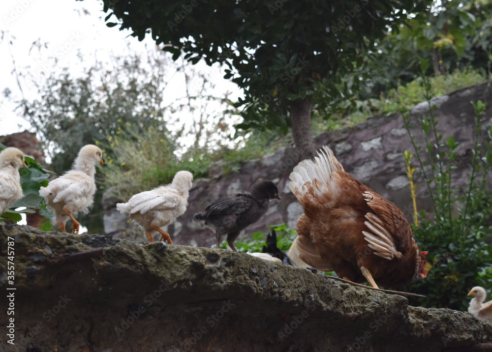 Gallina con sus pollitos Stock Photo | Adobe Stock