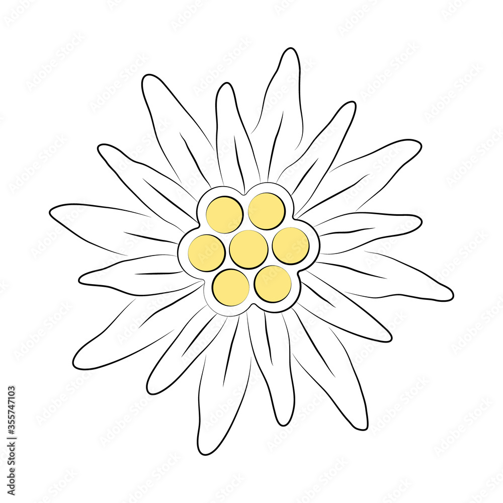 Edelweiss flower line vector illustration isolated on white Stock ...